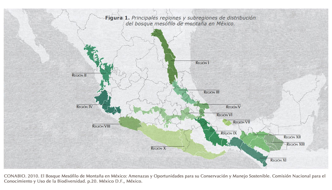 Bosque Mesófilo de Montaña: Bosque Mesófilo de Montaña
